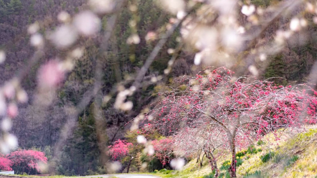 BGM制作実績/和風、流麗、悠久 琴と和笛のBGM｜rakuonn｜coconalaブログ
